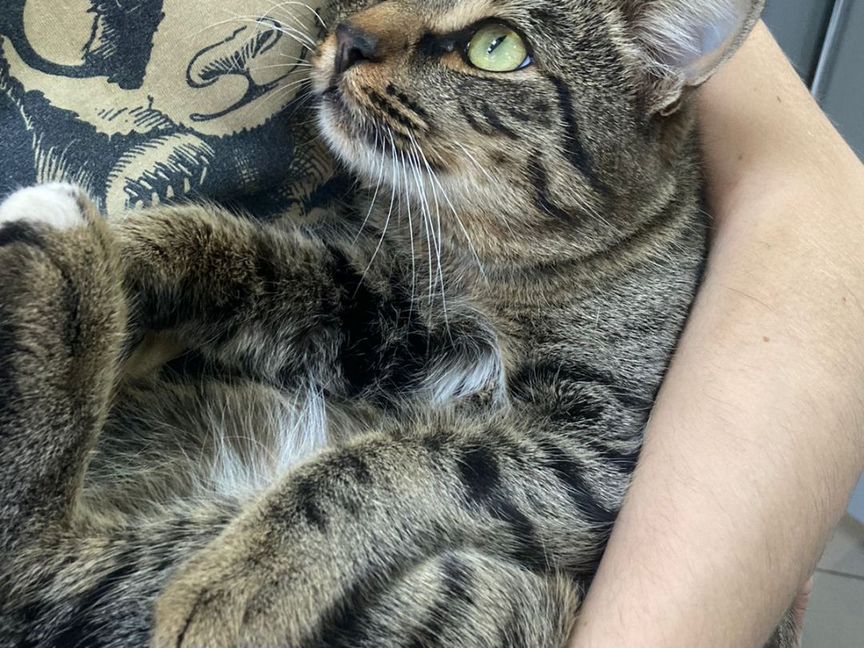 Котик в добрые руки