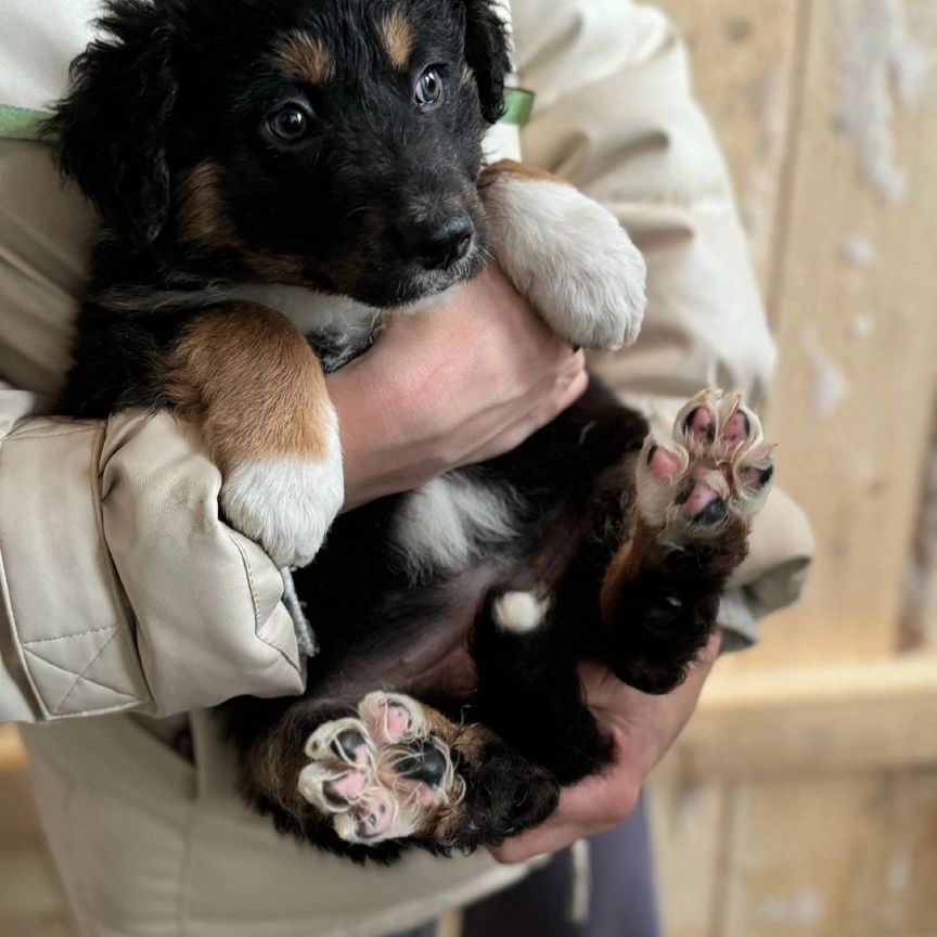 Кудряшка Лана