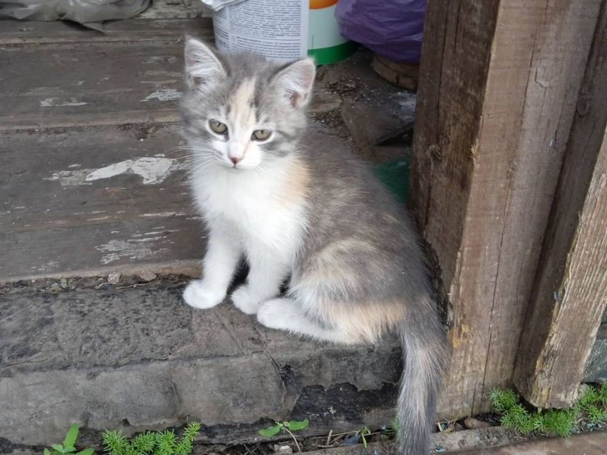 Отдам котят бесплатно (возраст 2 месяца)