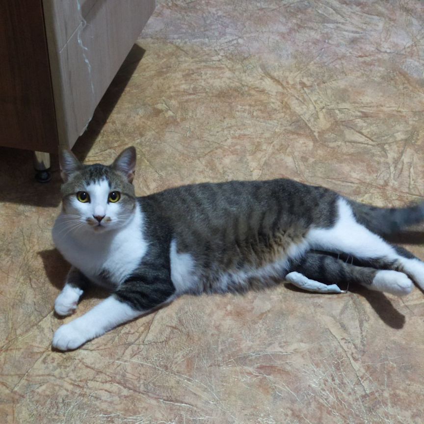 Кот Радольф