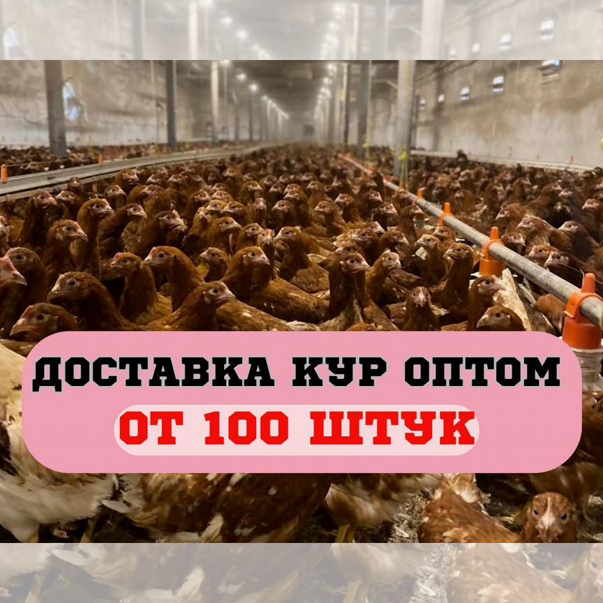 Куры несушки молодки только опт От 100шт