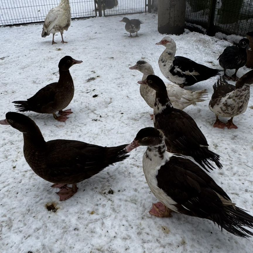 Мускусные утки