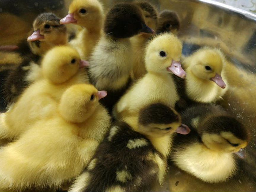 Утята индоутки