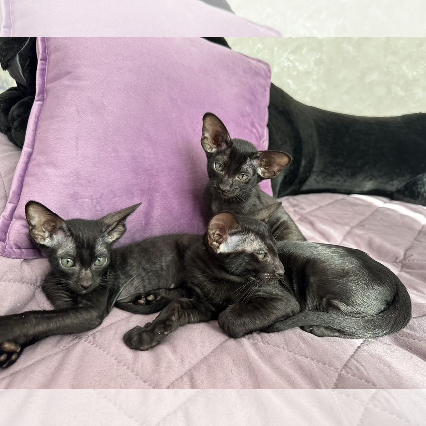 Ориентальные котята
