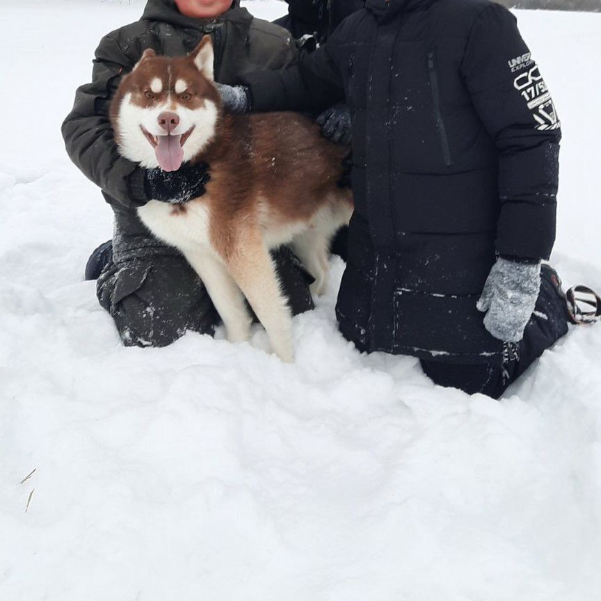 Отдам бесплатно Сибирский хаски