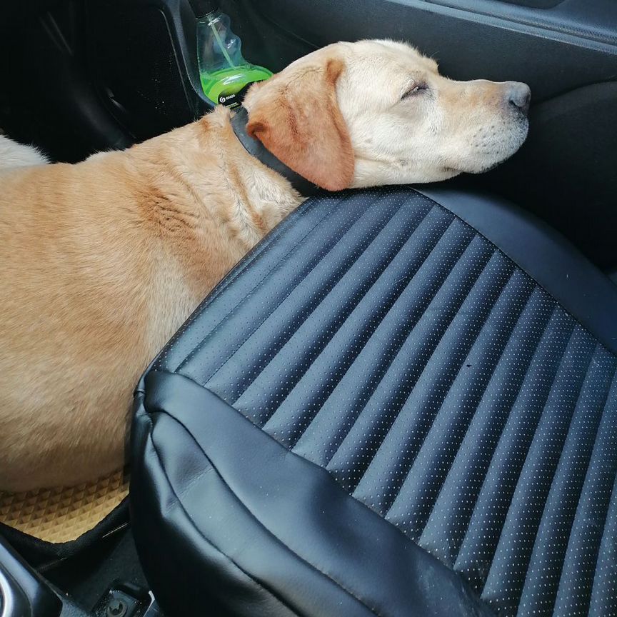 Лабрадор-ретривер, взрослый пёс