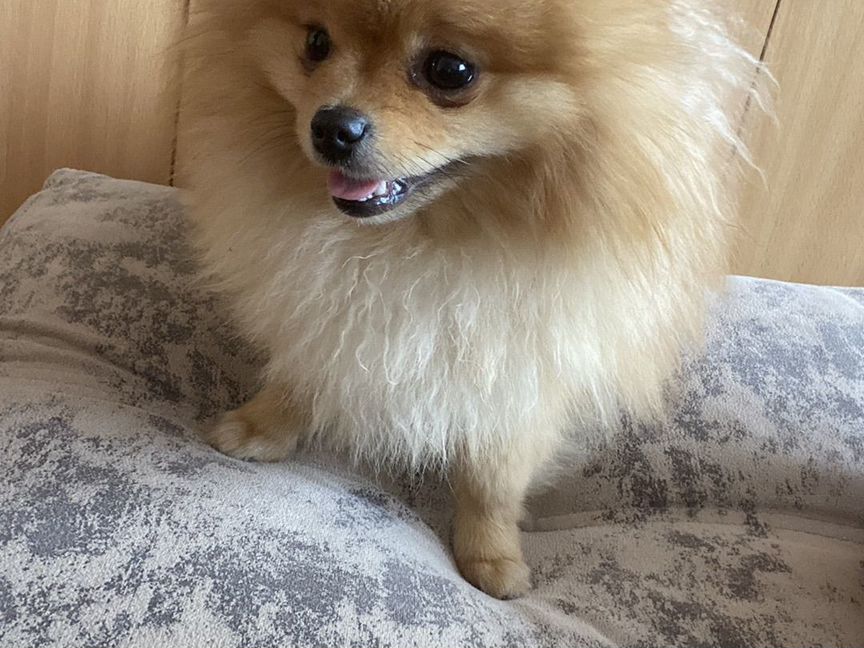 Померанский шпиц медвежьего типа