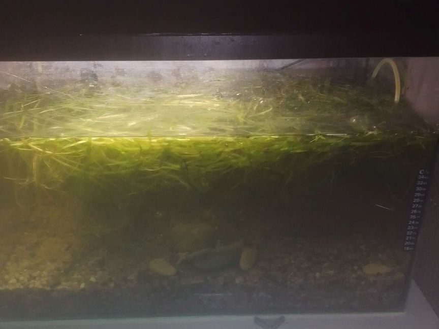 Аквариум с рыбками