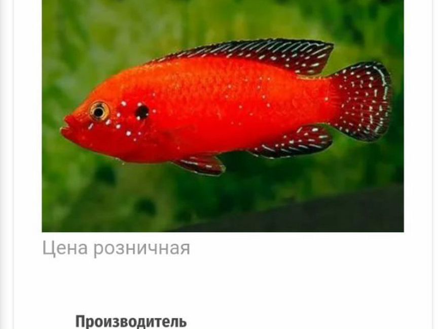 Хромис эксул