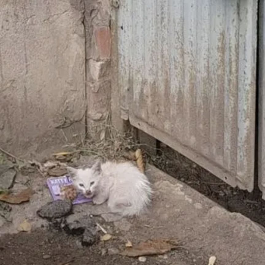 Одинокому малышу нужен дом или передержка