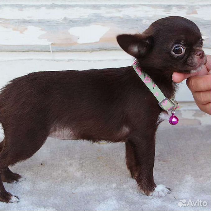 Шоколадная мини девочка чихуа