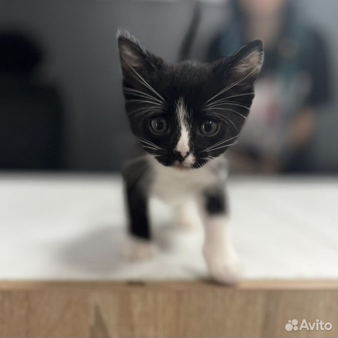 Малюсенький котенок в дар