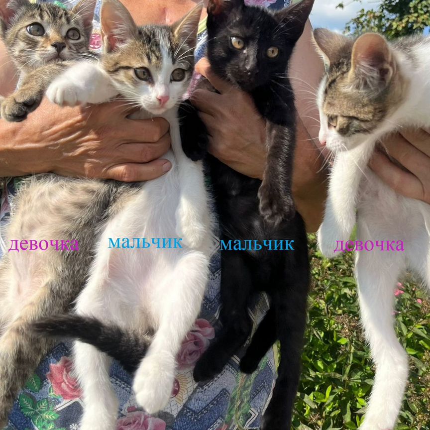 Котята в добрые руки приучены к лотку бесплатно