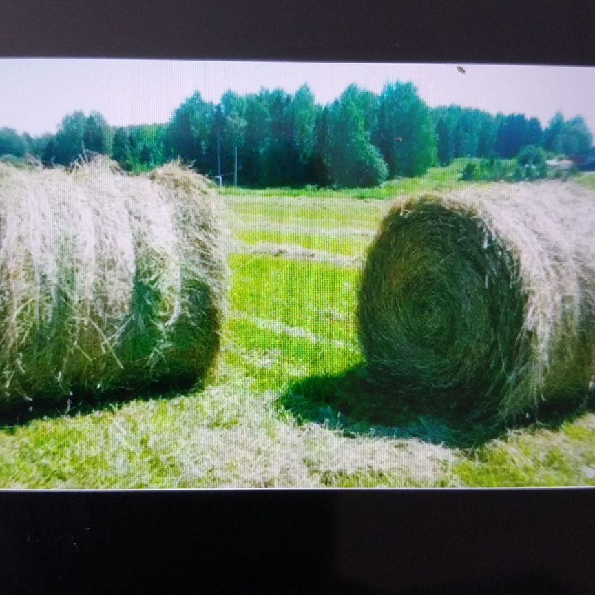 Сено в рулонах