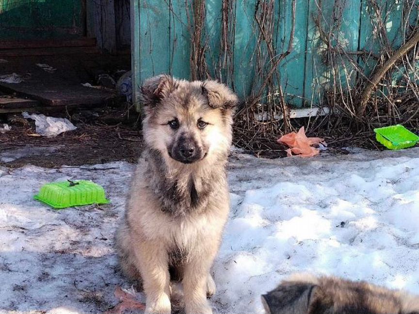 Щенки в опасности