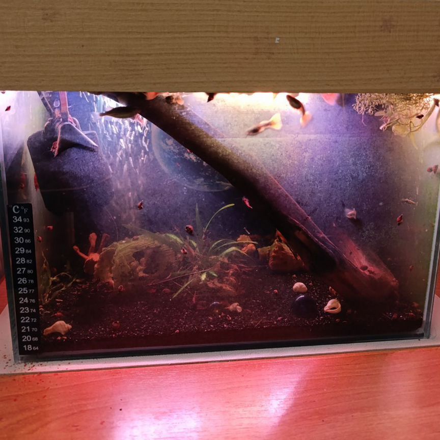 Аквариум с рыбками и растениями