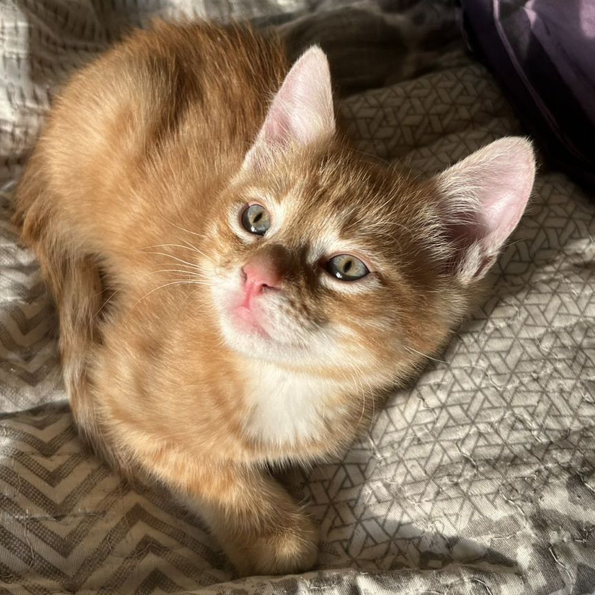 Котёнок в добрые руки