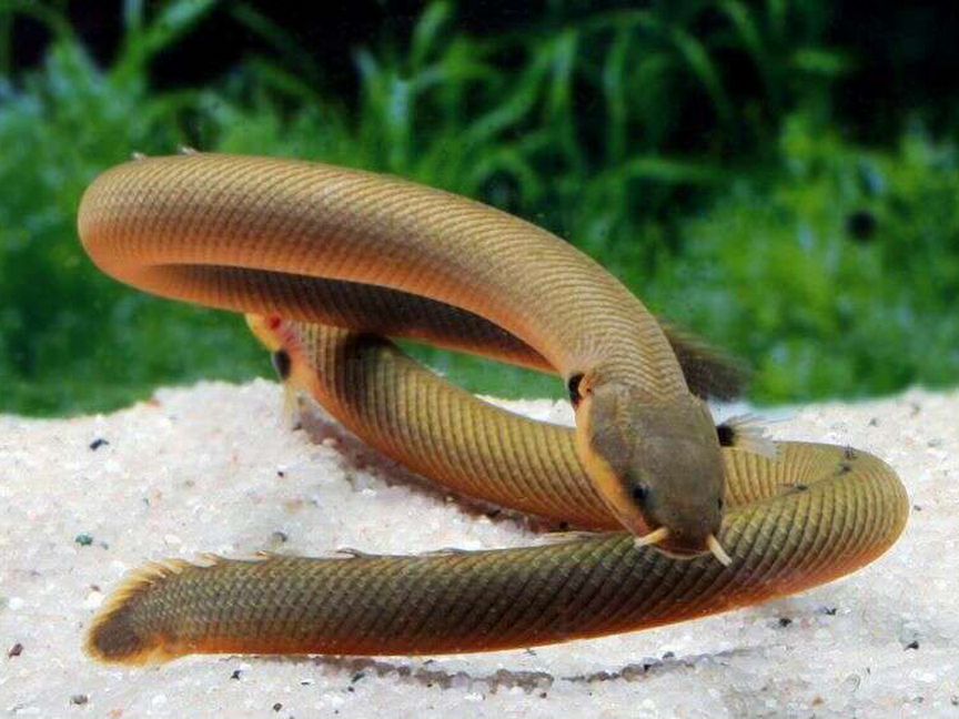 Каламоихт калабарский, сомы