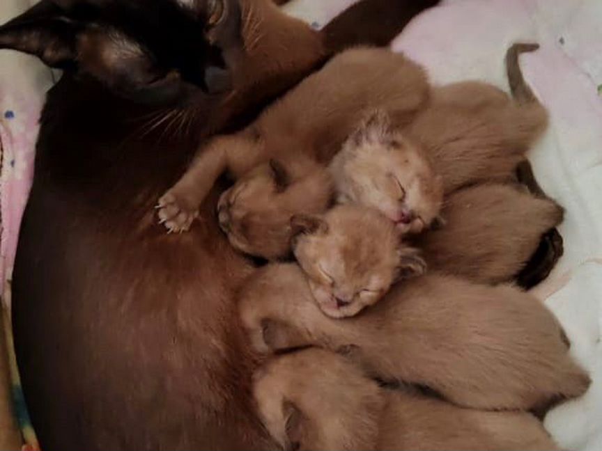 Бурманские котята