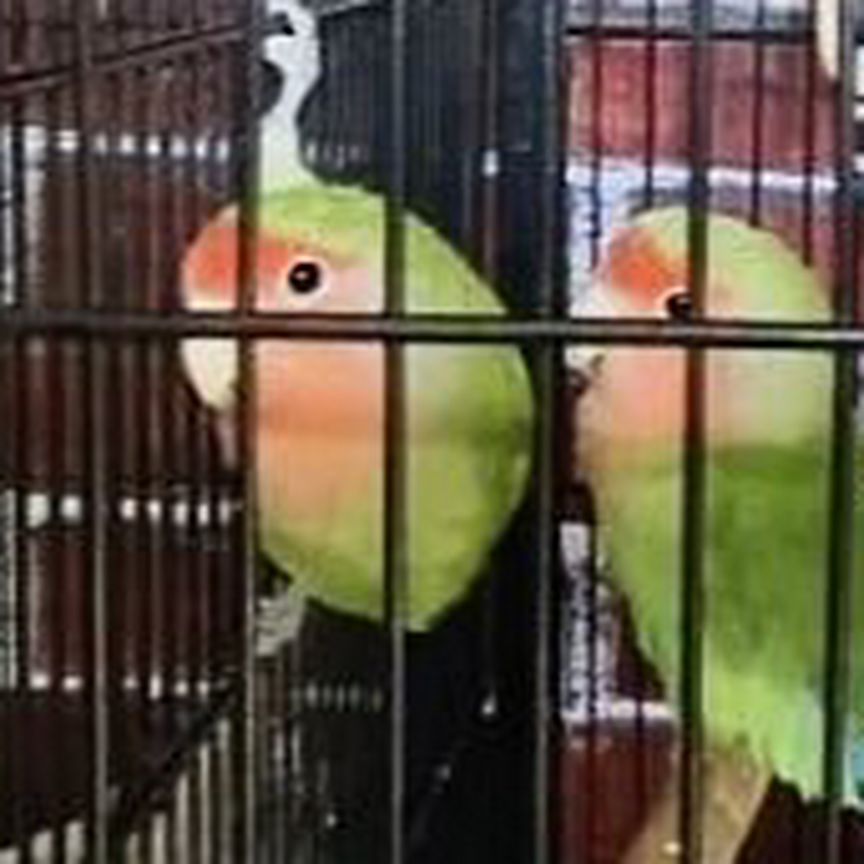 Неразлучники