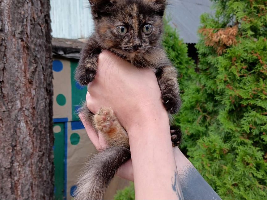 Котенок