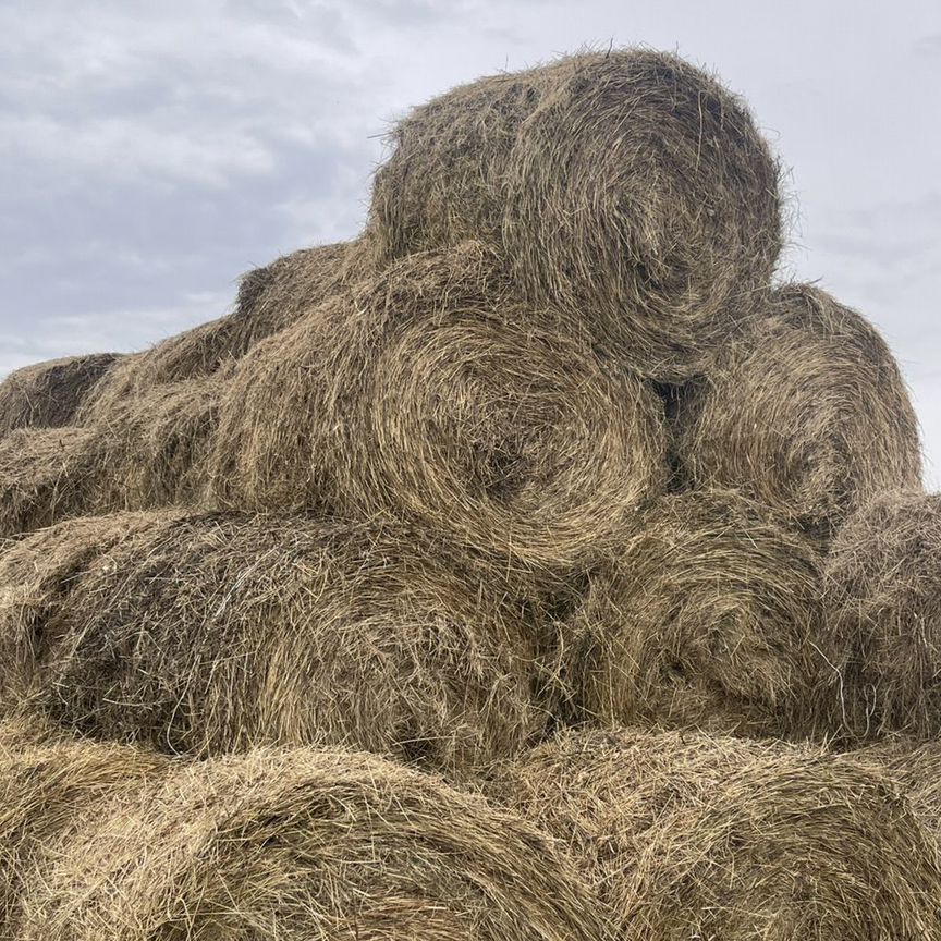 Продам сено в рулонах
