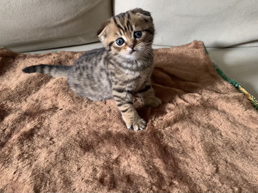 Золотые шотландцы