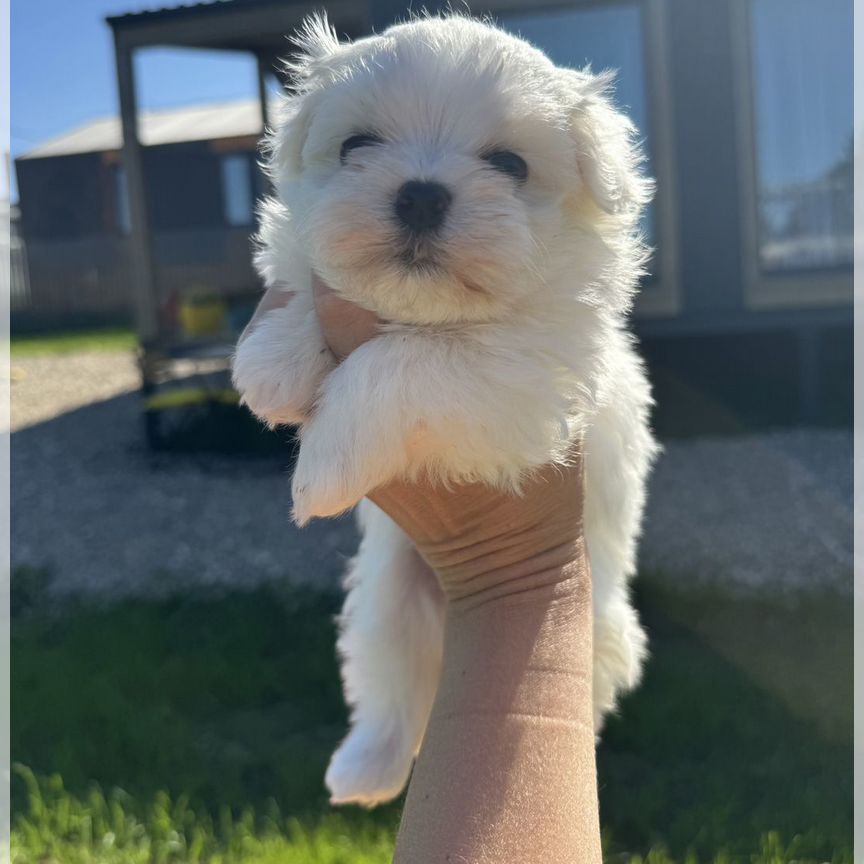 Мальтезе. Болонка. Мальтийская болонка