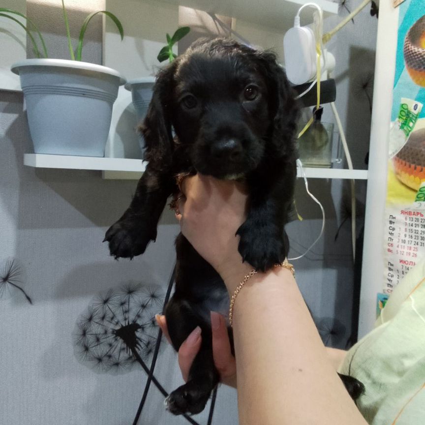 Малыш спаниель