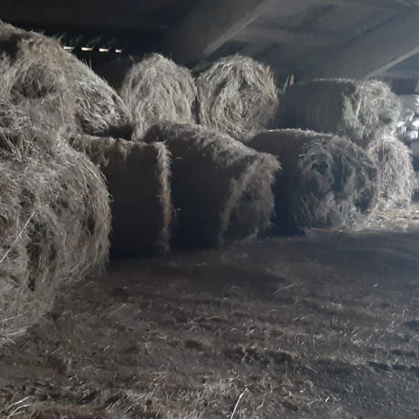 Продам сено луговое в рулонах