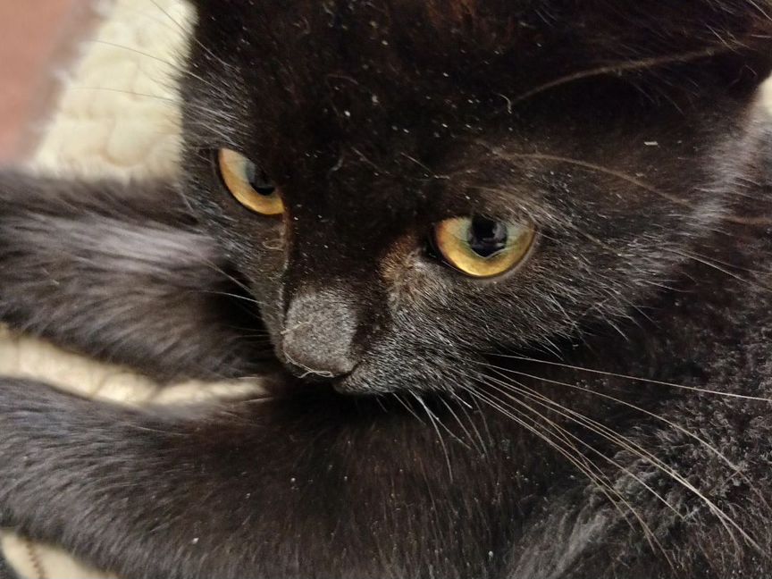 Котенок