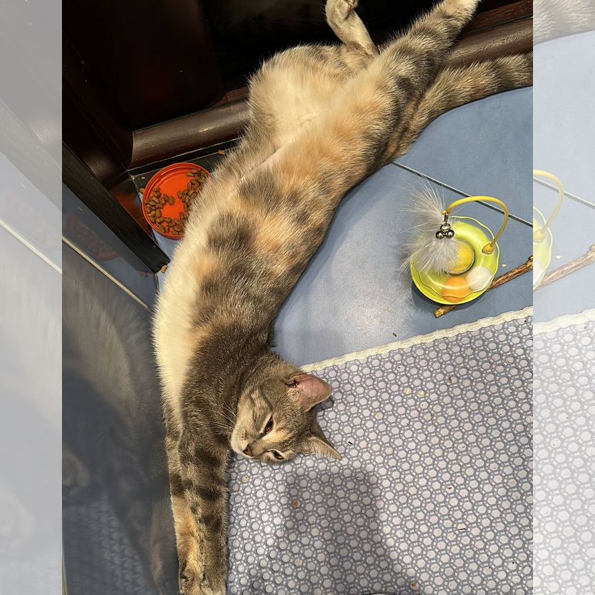 Котёнок в добрые руки