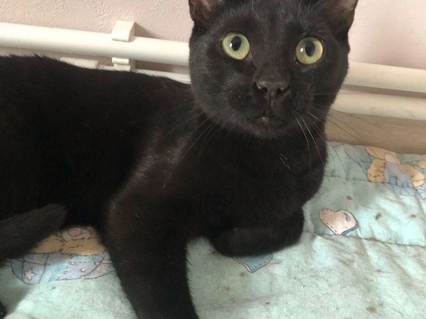 Котик Черныш ищет дом