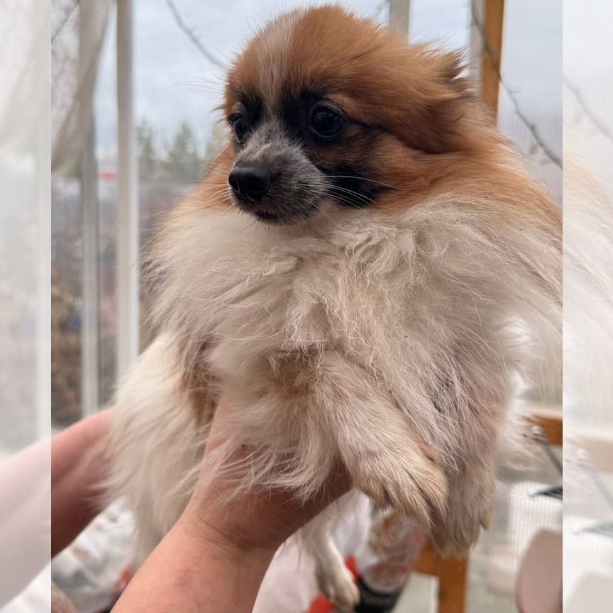 Взрослый пёс в добрые руки