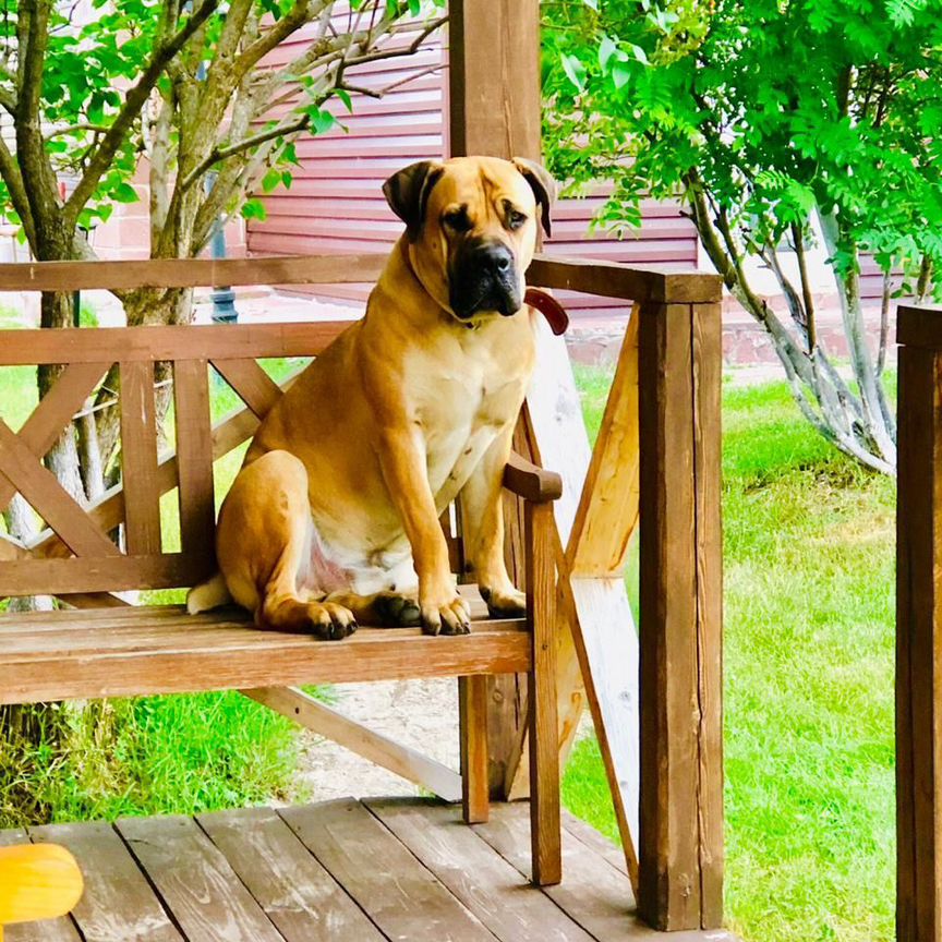 Южноафриканский бурбуль