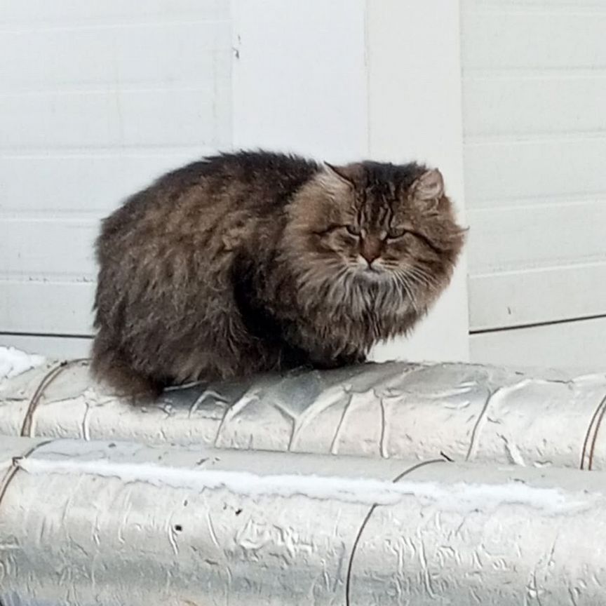 Спасите роскошного кота