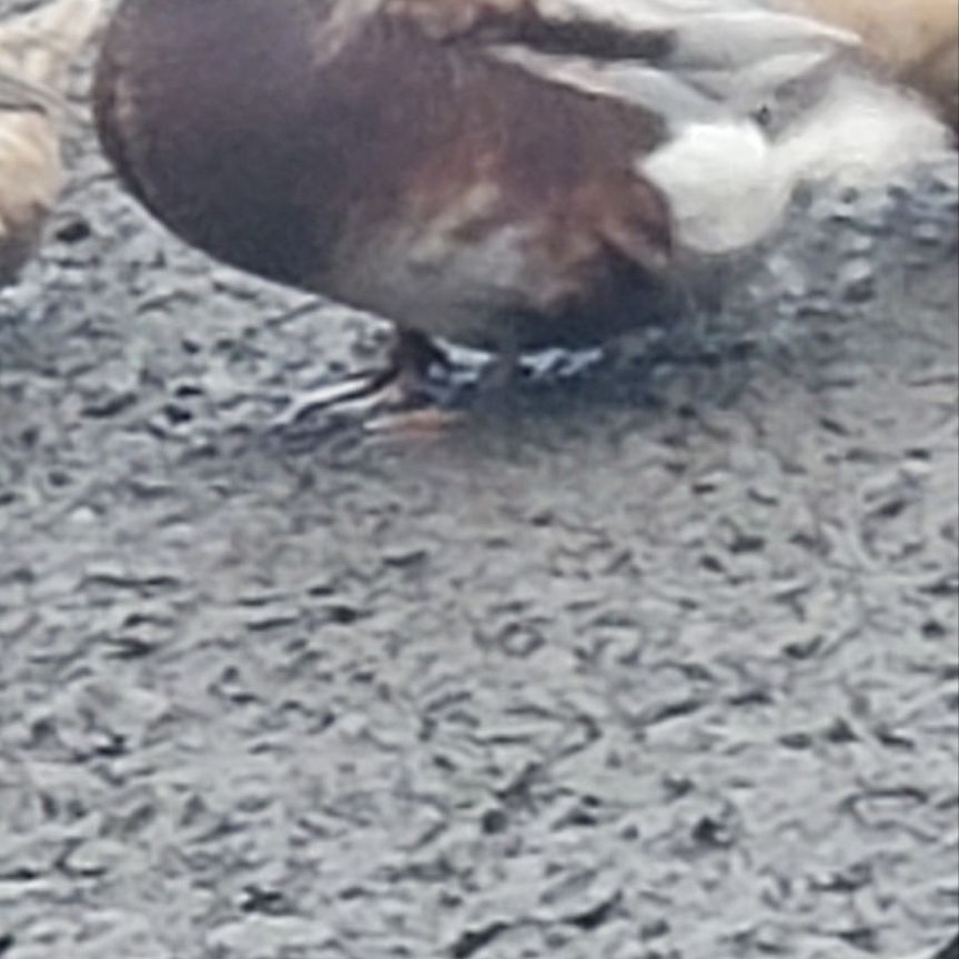 Утки(обмен)