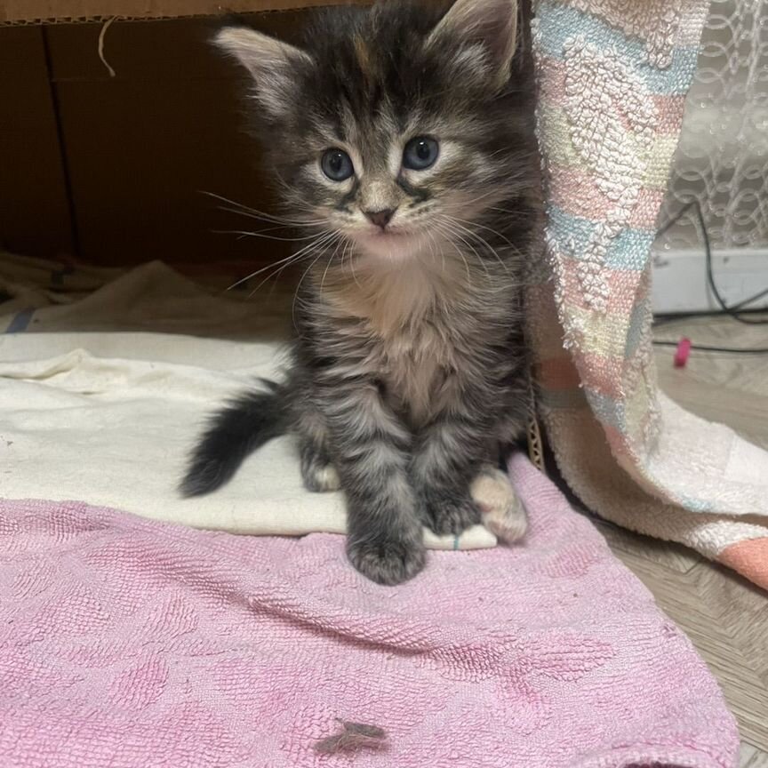 Котята мейн-кун