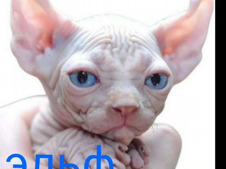 Канадский сфинкс Эльф