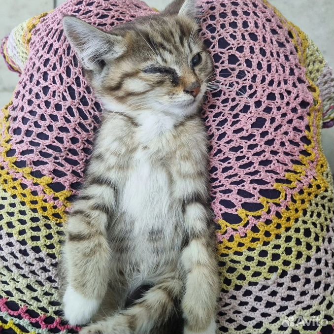 Особенный ласковый котенок Бася ищет дом