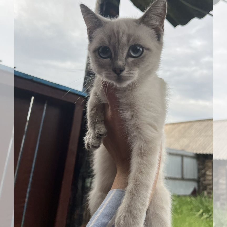 Котенок девочка