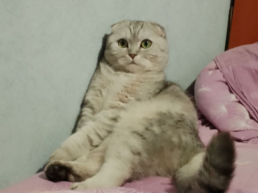 Шотландская вислоухая кошка бесплатно