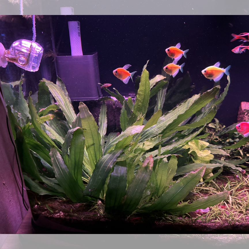 Эхинодорус монте карло