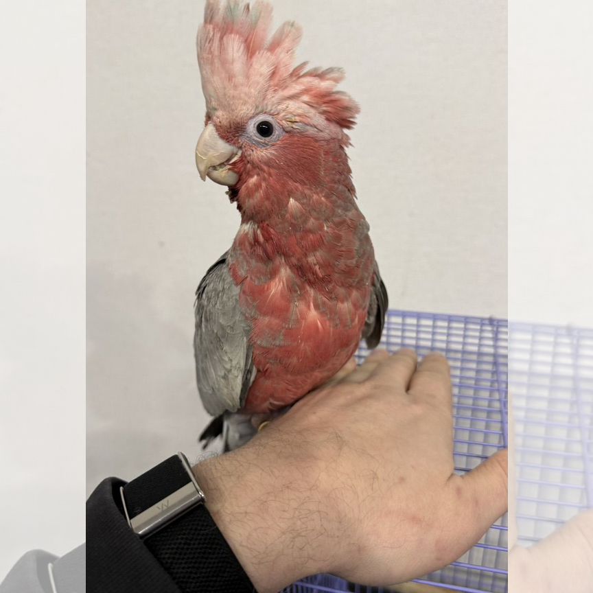 Какаду Гала