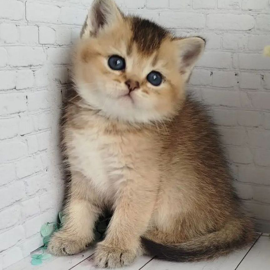 Шотландский прямоухий короткошёрстный котёнок