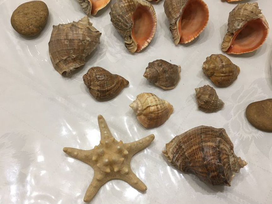 Ракушка морская рапан