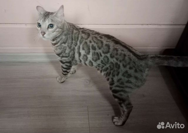 Бенгальская серебро