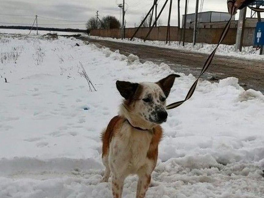 Милый небольшой пёсик ищет дом