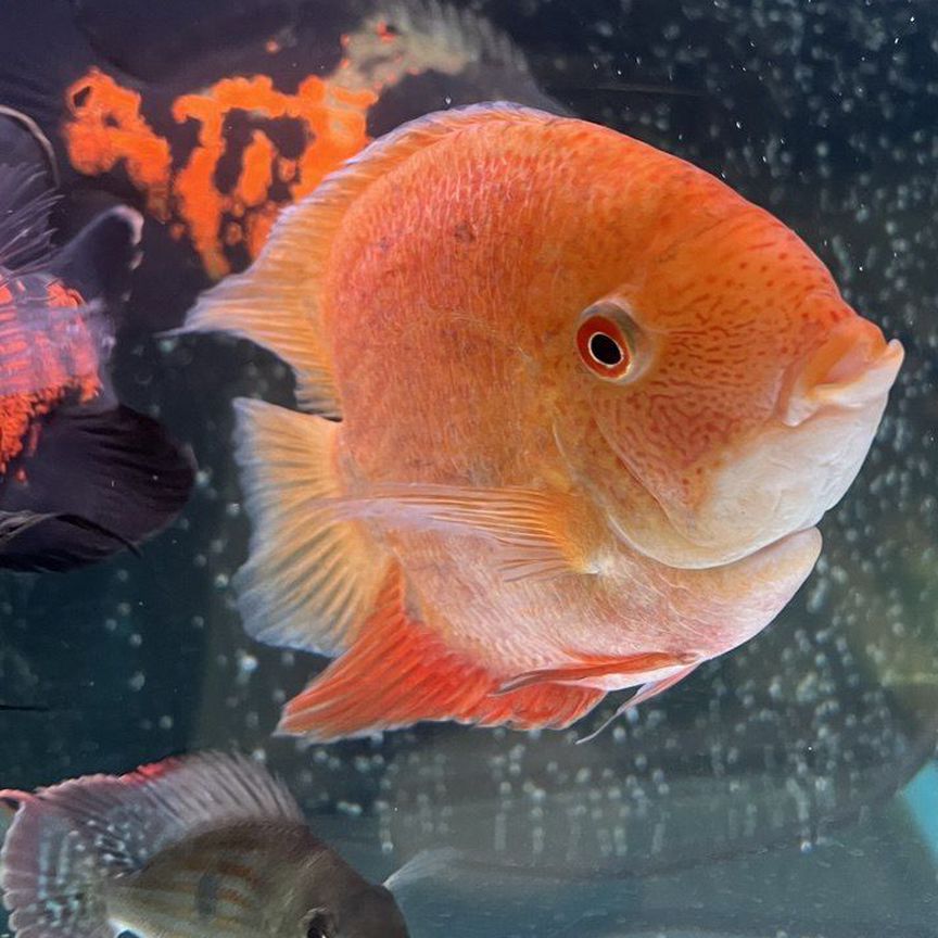 Северум красноточечный