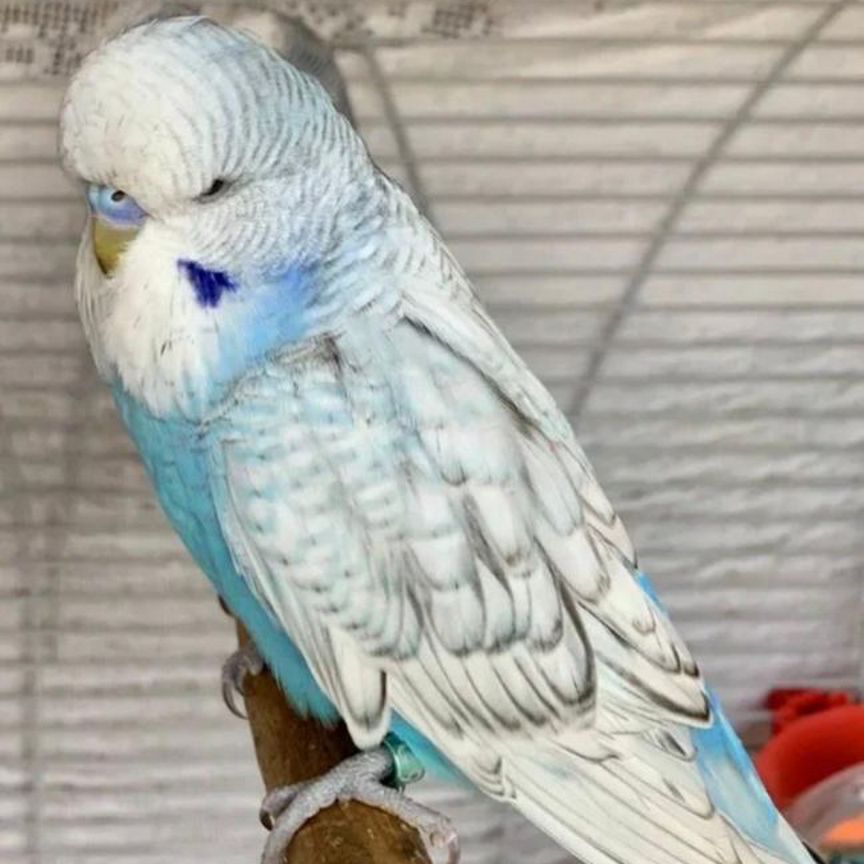 Выставочный попугай чех(мальчик)